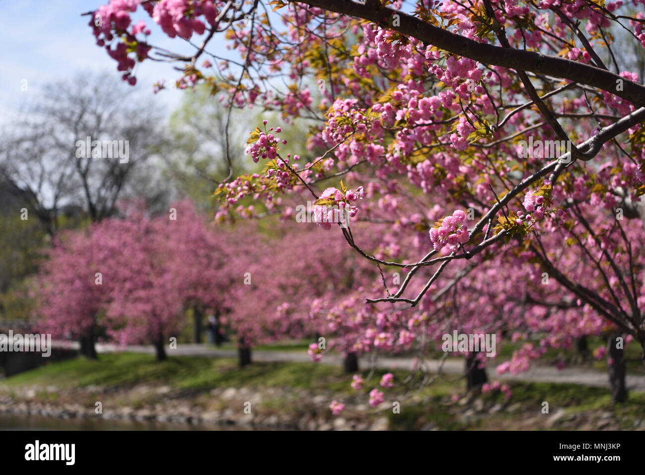Charles river boston cherry trees High Resolution Stock Photography and ...