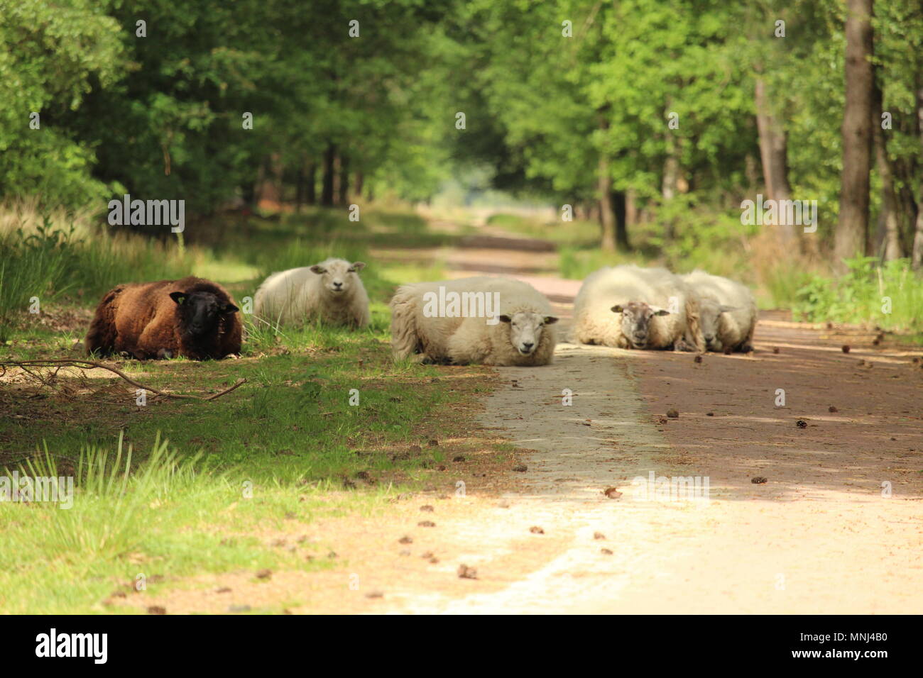 Sheep Blocking The Road Stock Photo - Alamy