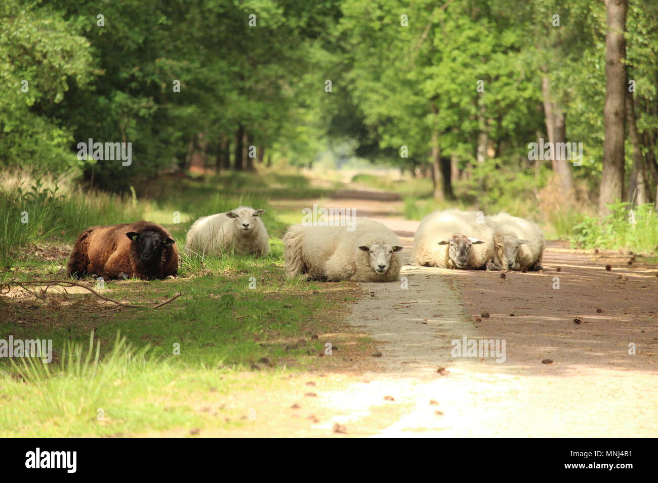 Sheep Blocking The Road Stock Photo - Alamy