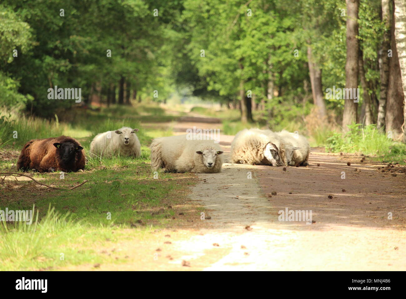 Sheep Blocking The Road Stock Photo - Alamy