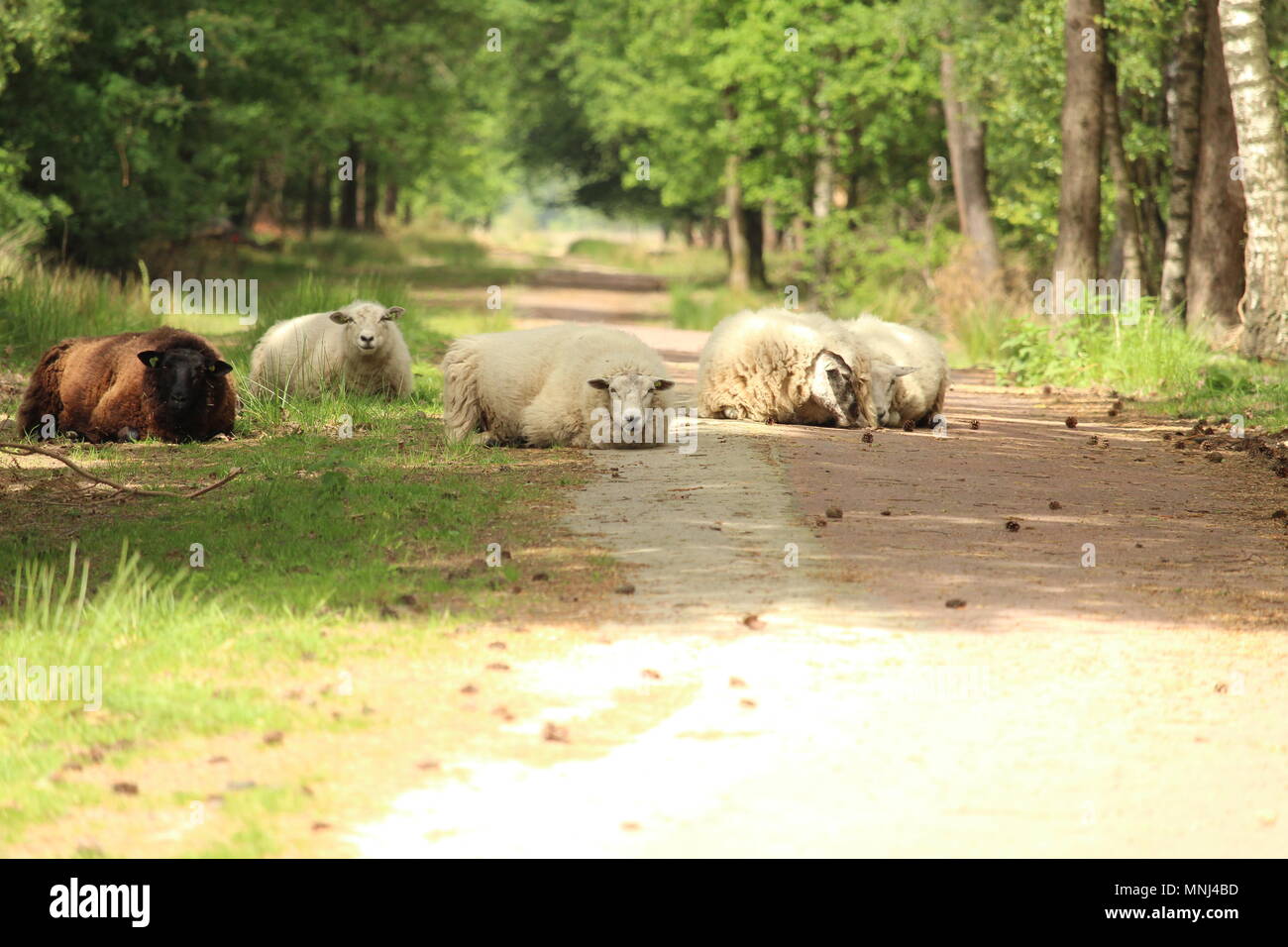 Sheep Blocking The Road Stock Photo - Alamy