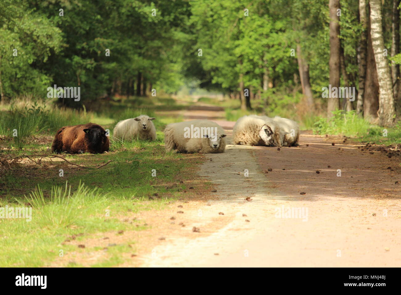 Sheep Blocking The Road Stock Photo - Alamy