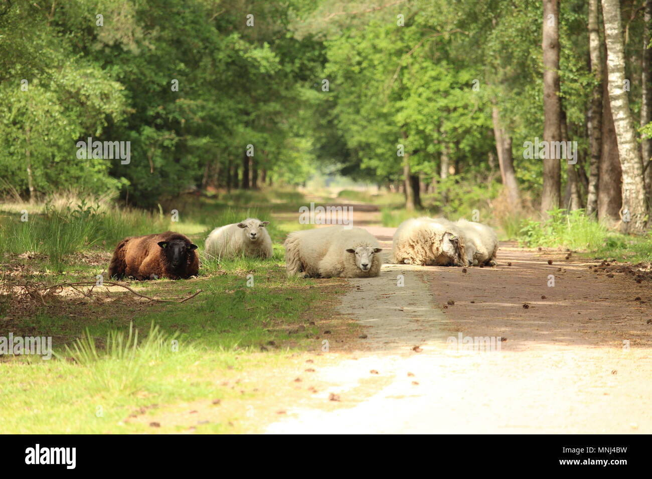 Cattle blocking road hi-res stock photography and images - Alamy