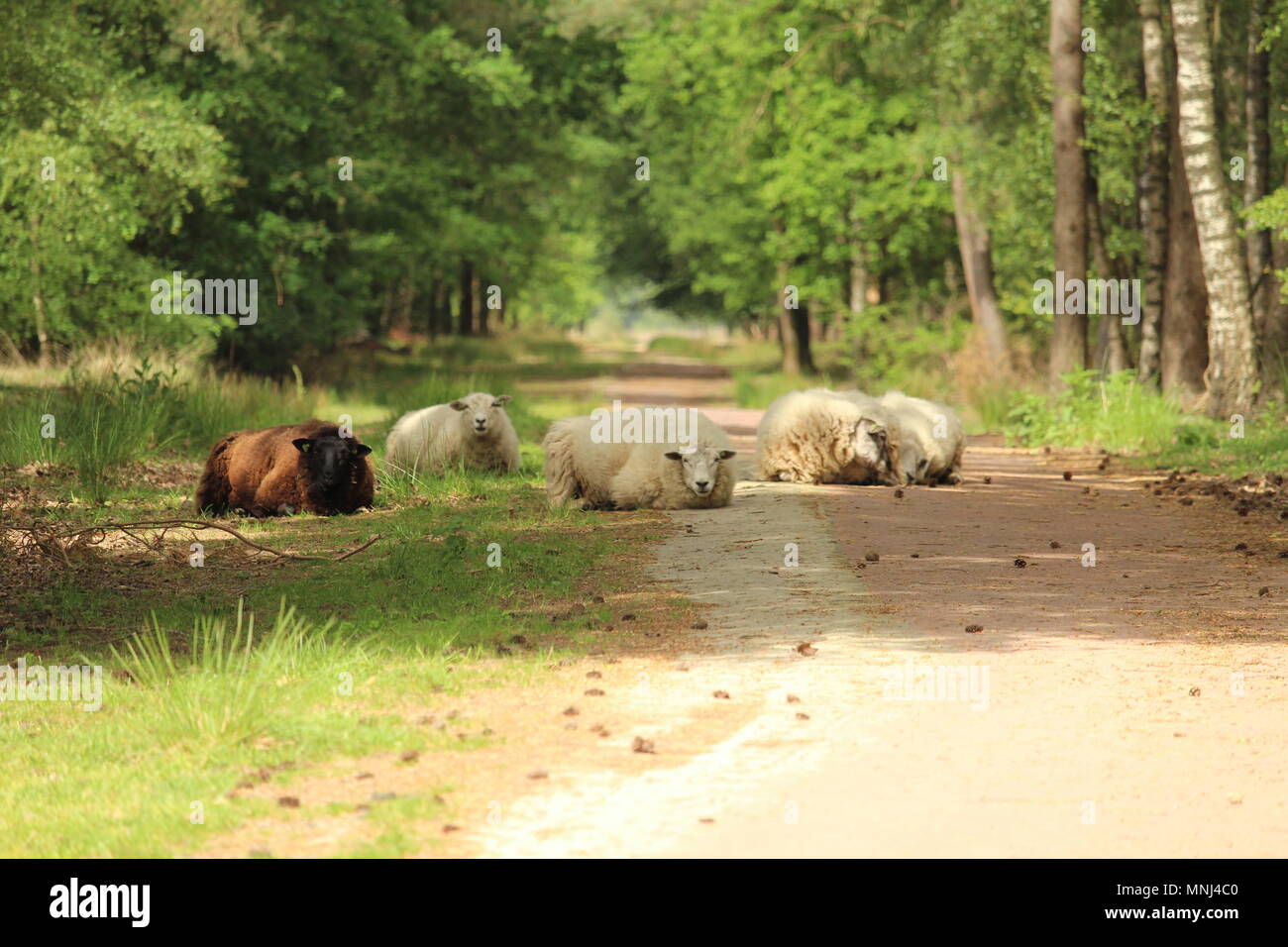 Buffalo Blocking Road High Resolution Stock Photography and Images - Alamy