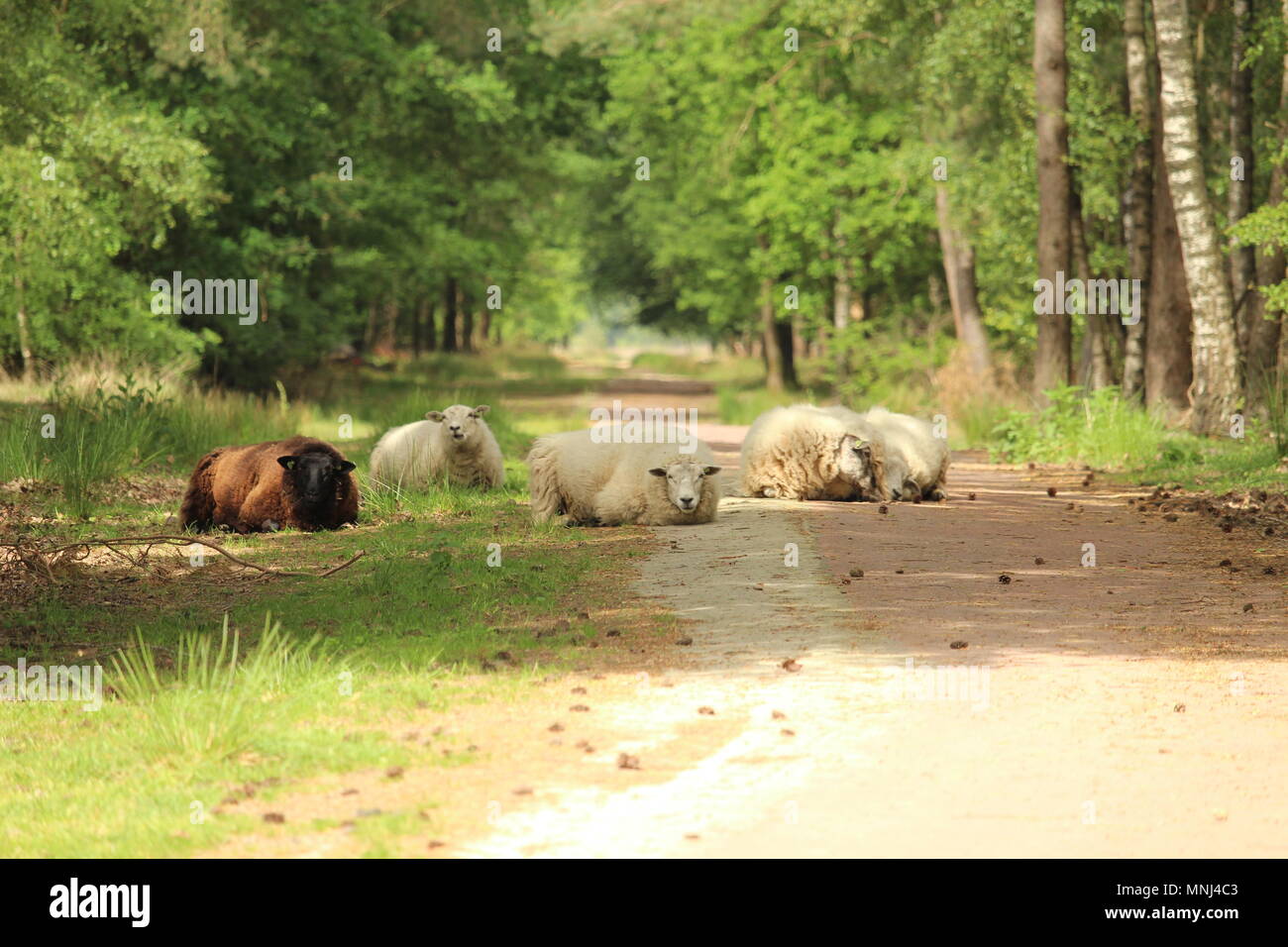Sheep Blocking The Road Stock Photo - Alamy