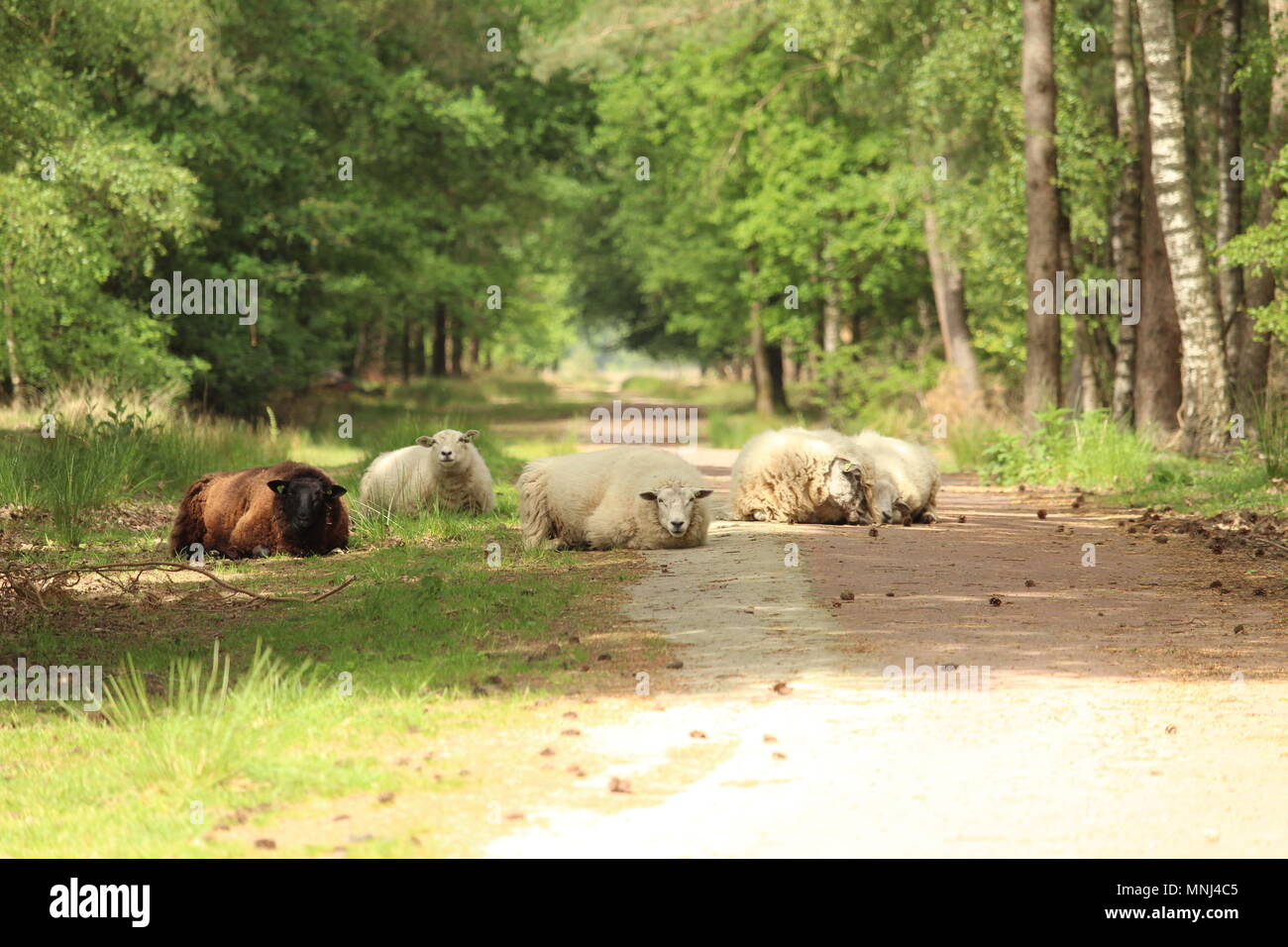 Sheep Blocking The Road Stock Photo - Alamy