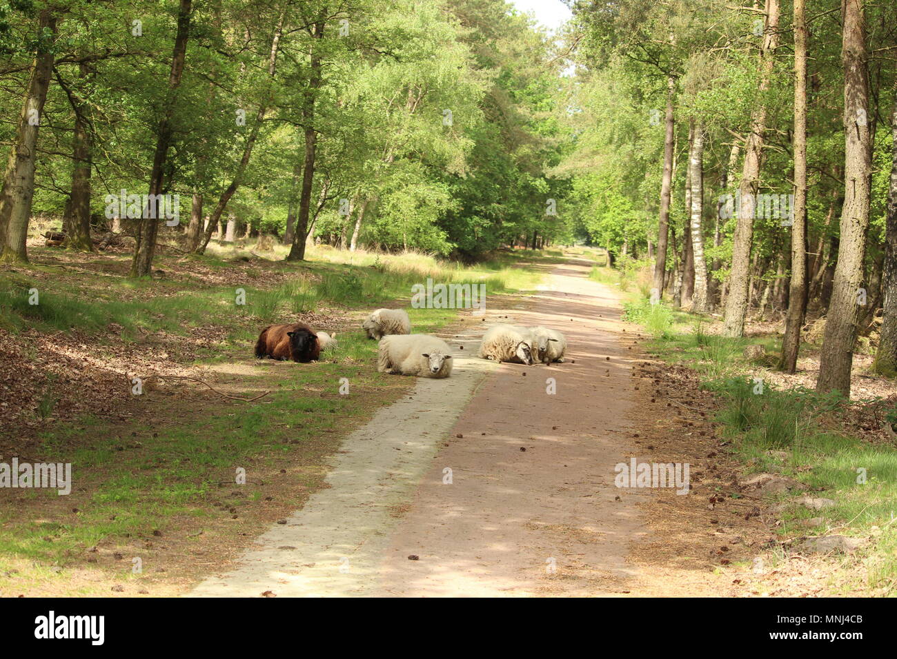 Sheep Blocking The Road Stock Photo - Alamy