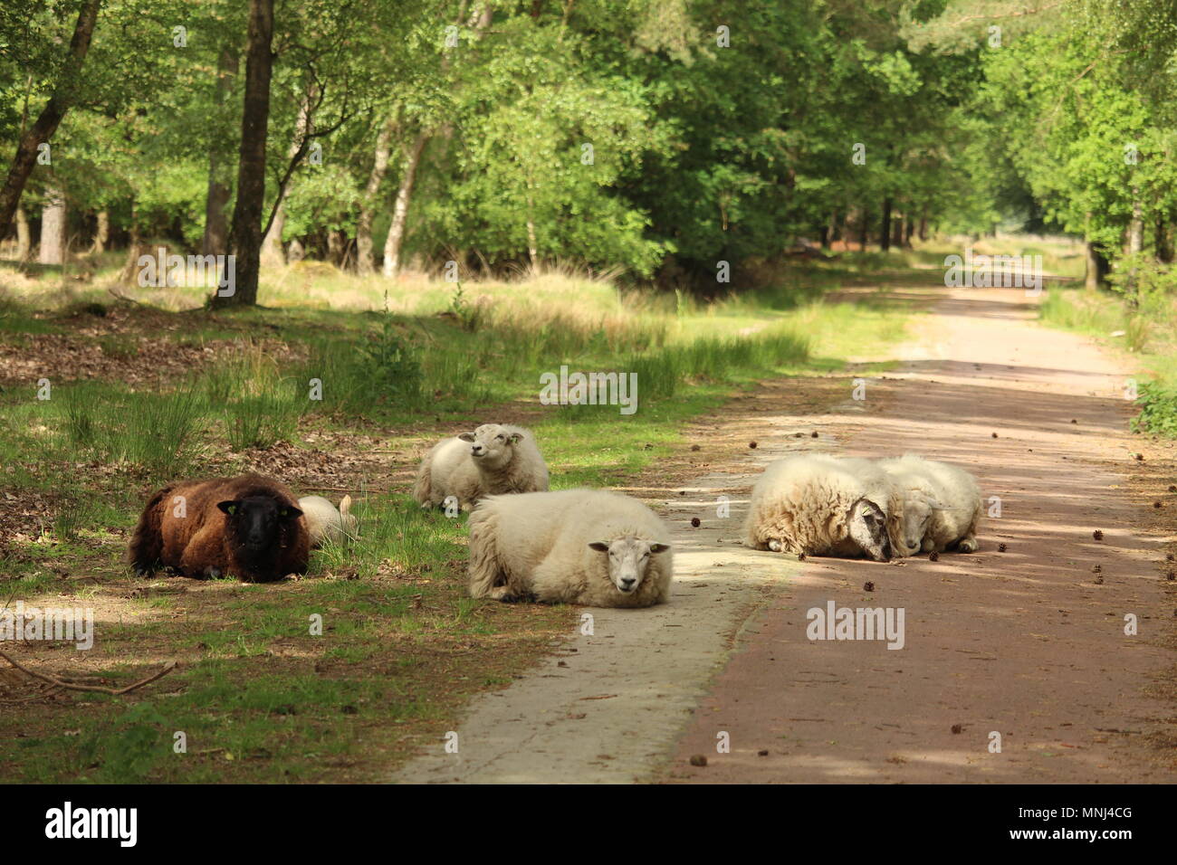 Sheep Blocking The Road Stock Photo - Alamy