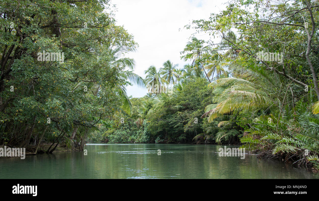 Indian River Dominica High Resolution Stock Photography and Images - Alamy