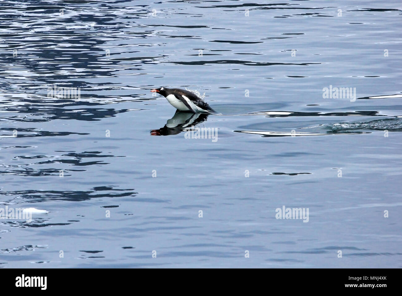 Gentoo penguin swimming and jumping in water mirrored, Antarctic ...