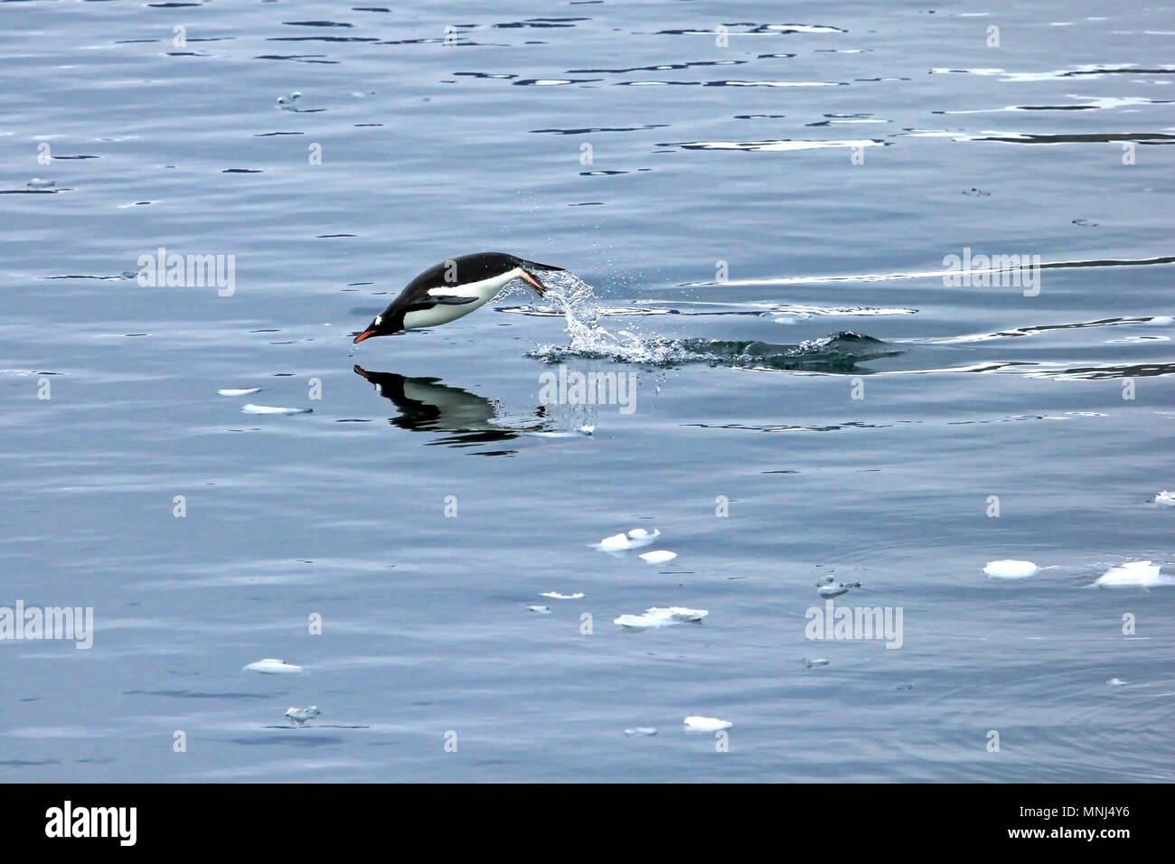 Penguin swimming hi-res stock photography and images - Alamy
