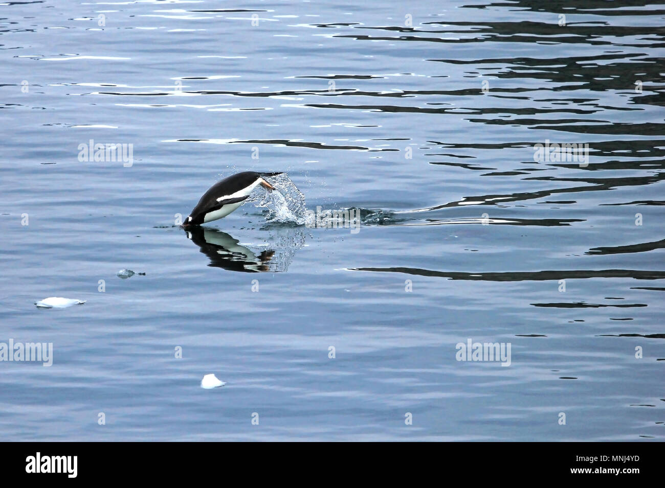Gentoo penguin swimming and jumping in water mirrored, Antarctic ...
