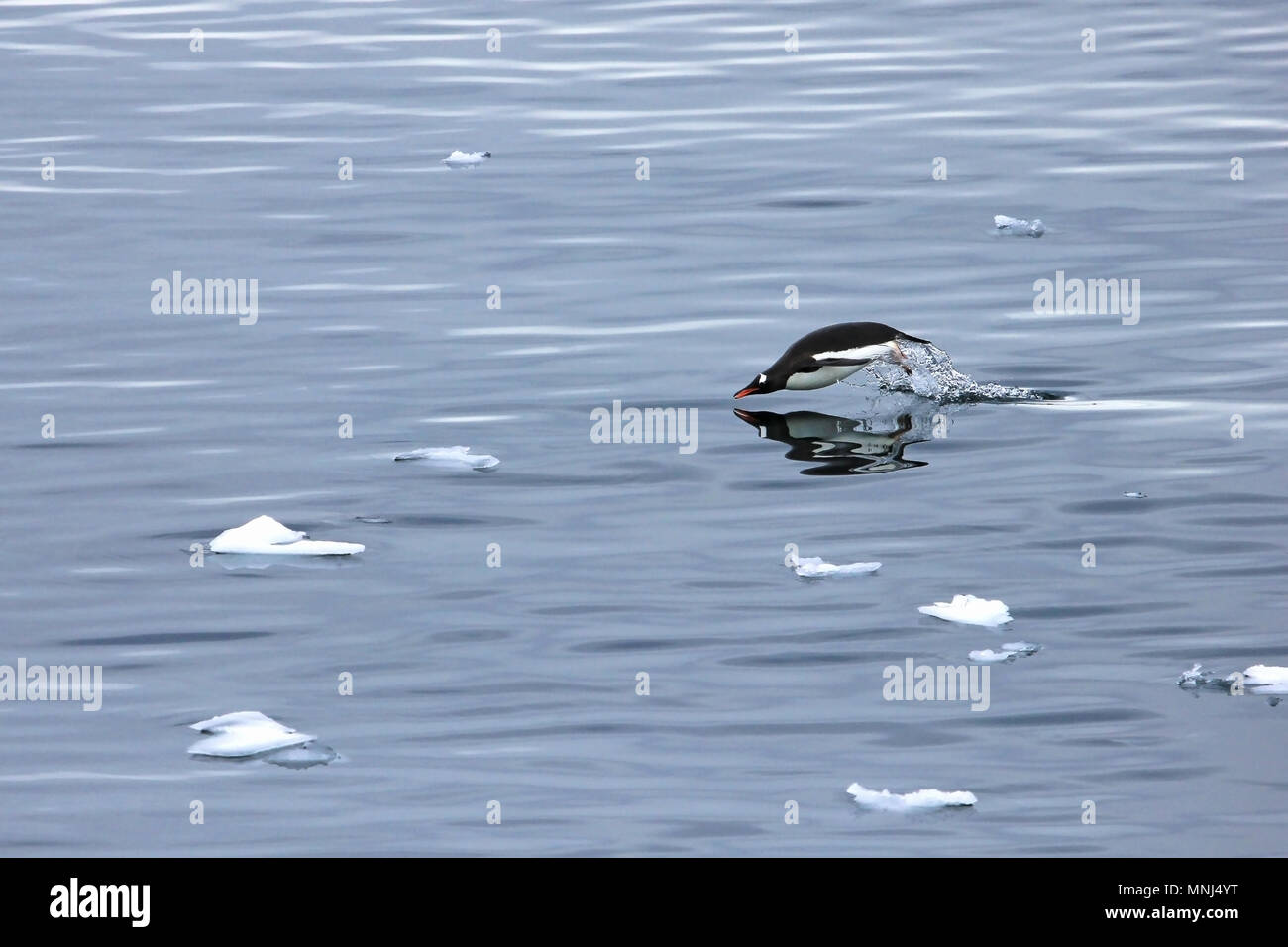 Gentoo penguin swimming and jumping in water mirrored, Antarctic ...