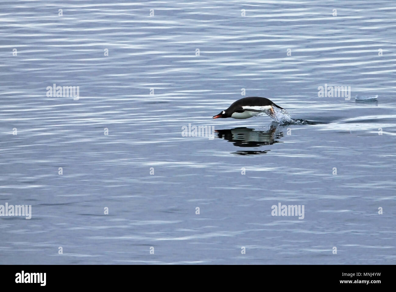 Cute jumping penguin ice hi-res stock photography and images - Alamy