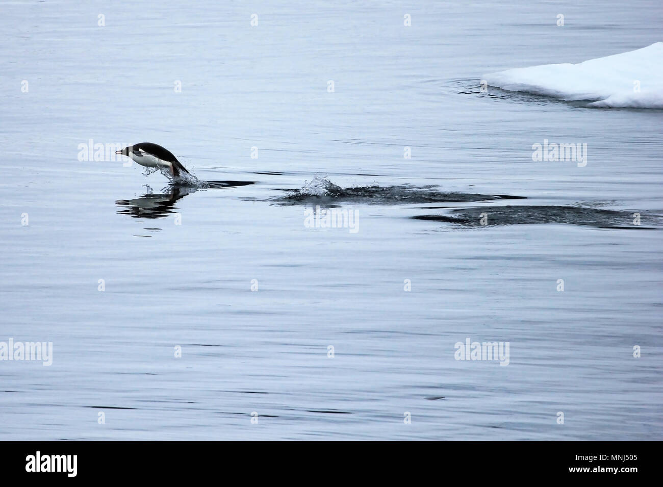 Gentoo penguin swimming and jumping in water mirrored, Antarctic ...