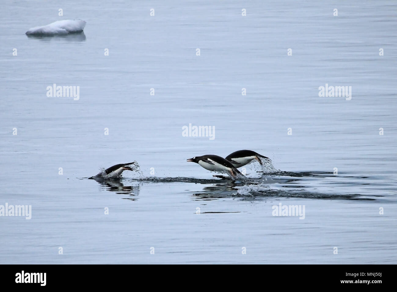 Gentoo penguin swimming and jumping in water mirrored, Antarctic ...