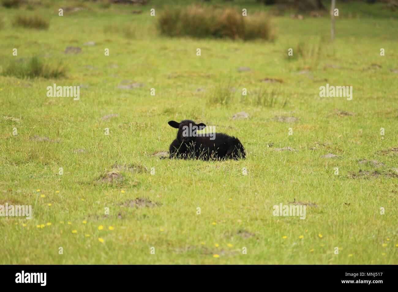Black Lamb Relaxing Stock Photo - Alamy