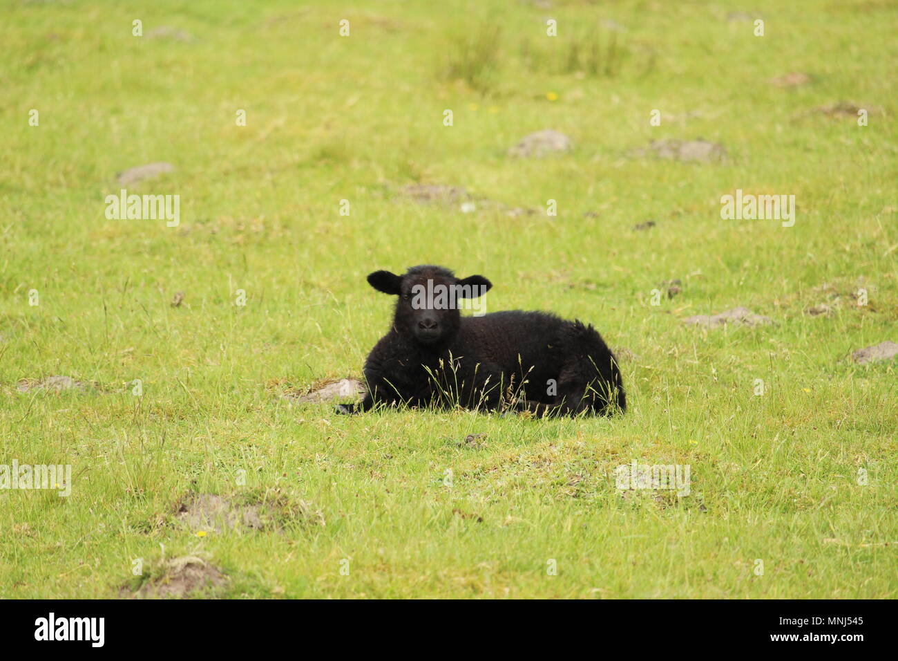 Black Lamb Relaxing Stock Photo - Alamy