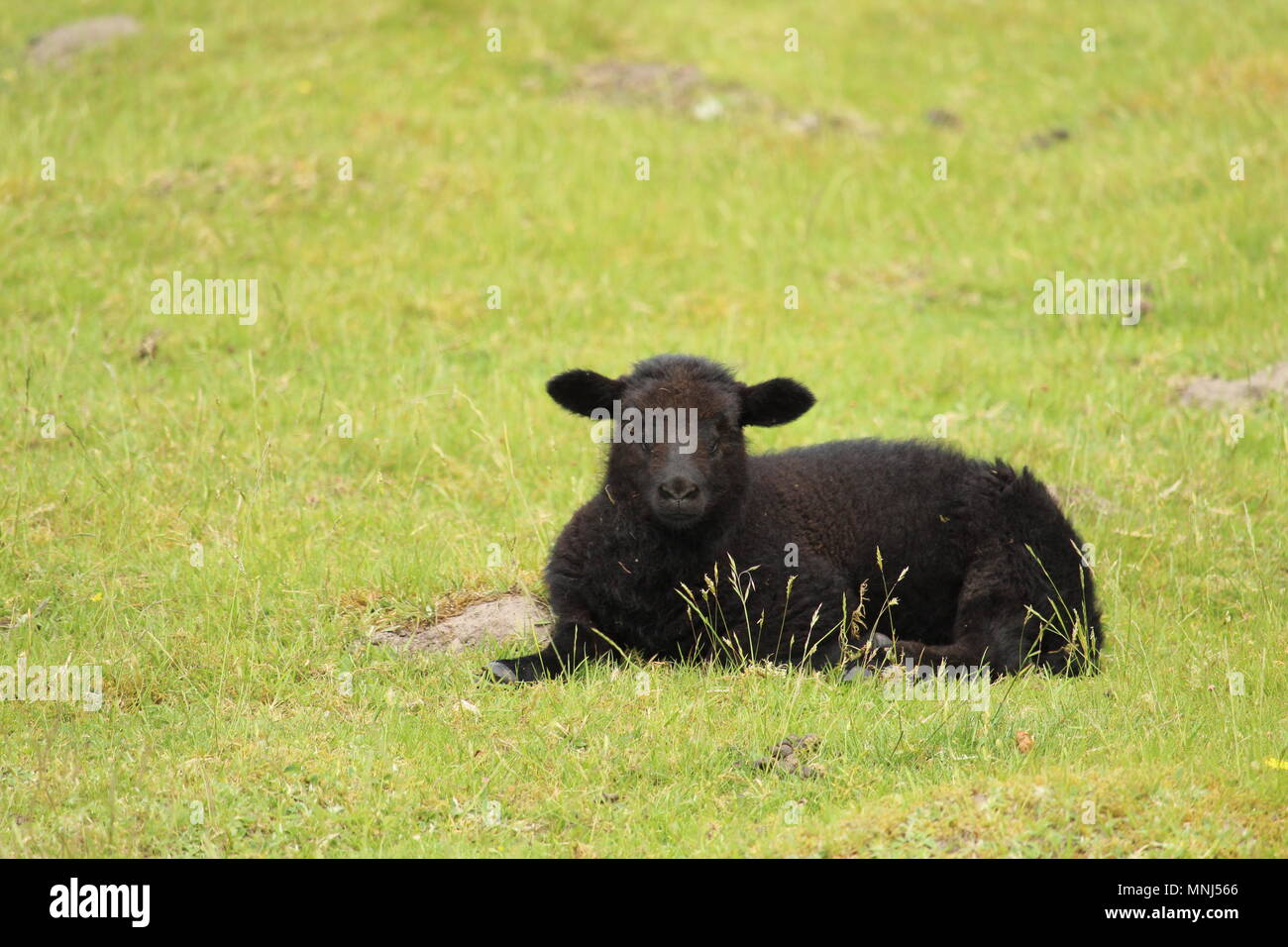 Black Lamb Relaxing Stock Photo - Alamy