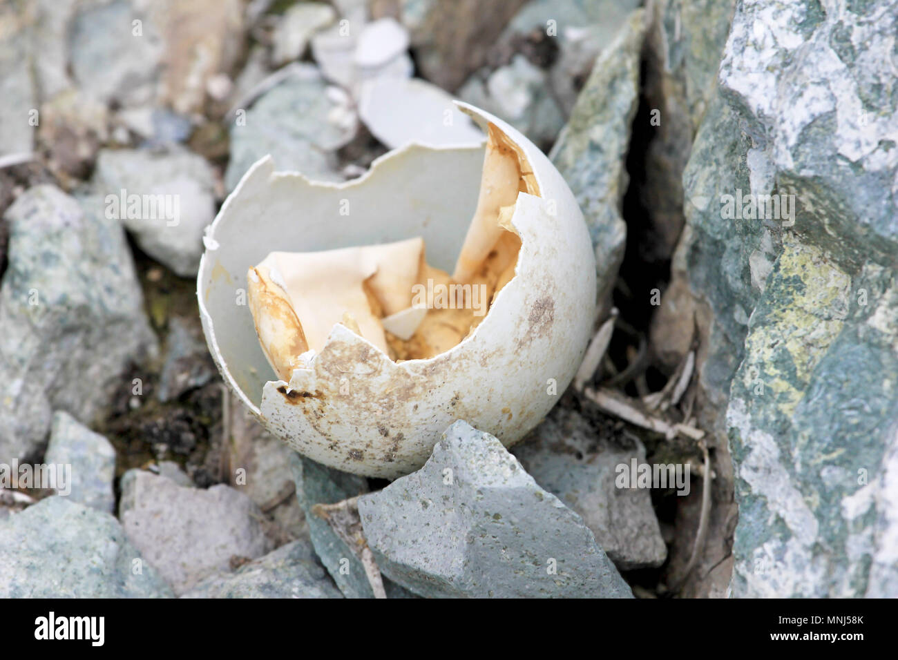 Penguin king egg hi-res stock photography and images - Alamy