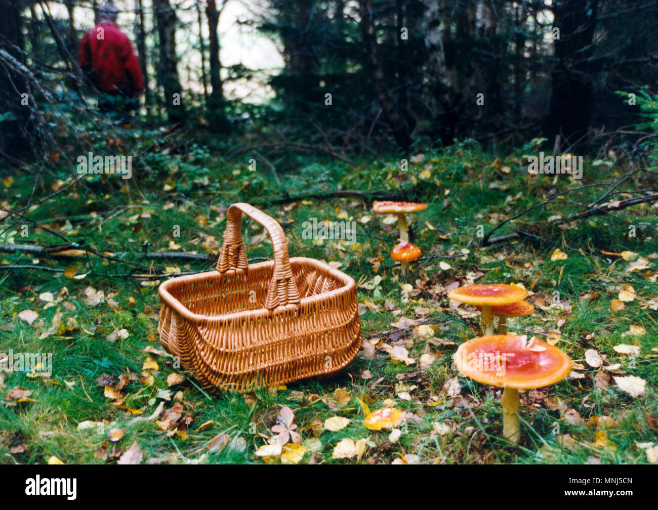 FUNGAL FOREST 2009 Stock Photo - Alamy