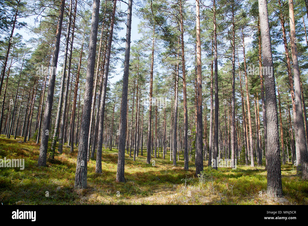 Forest landscape pine trees hi-res stock photography and images - Alamy