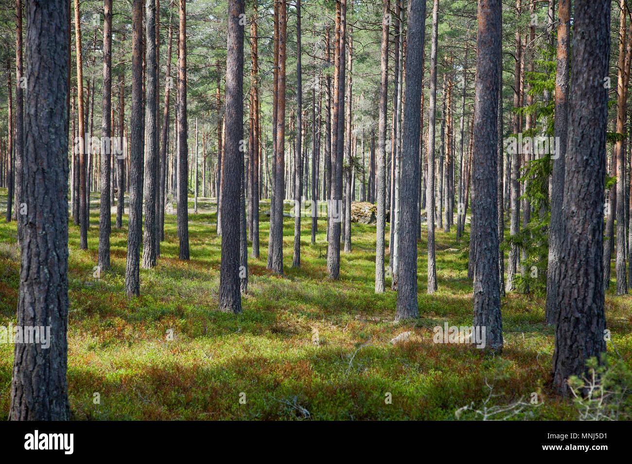 Forest landscape pine trees hi-res stock photography and images - Alamy