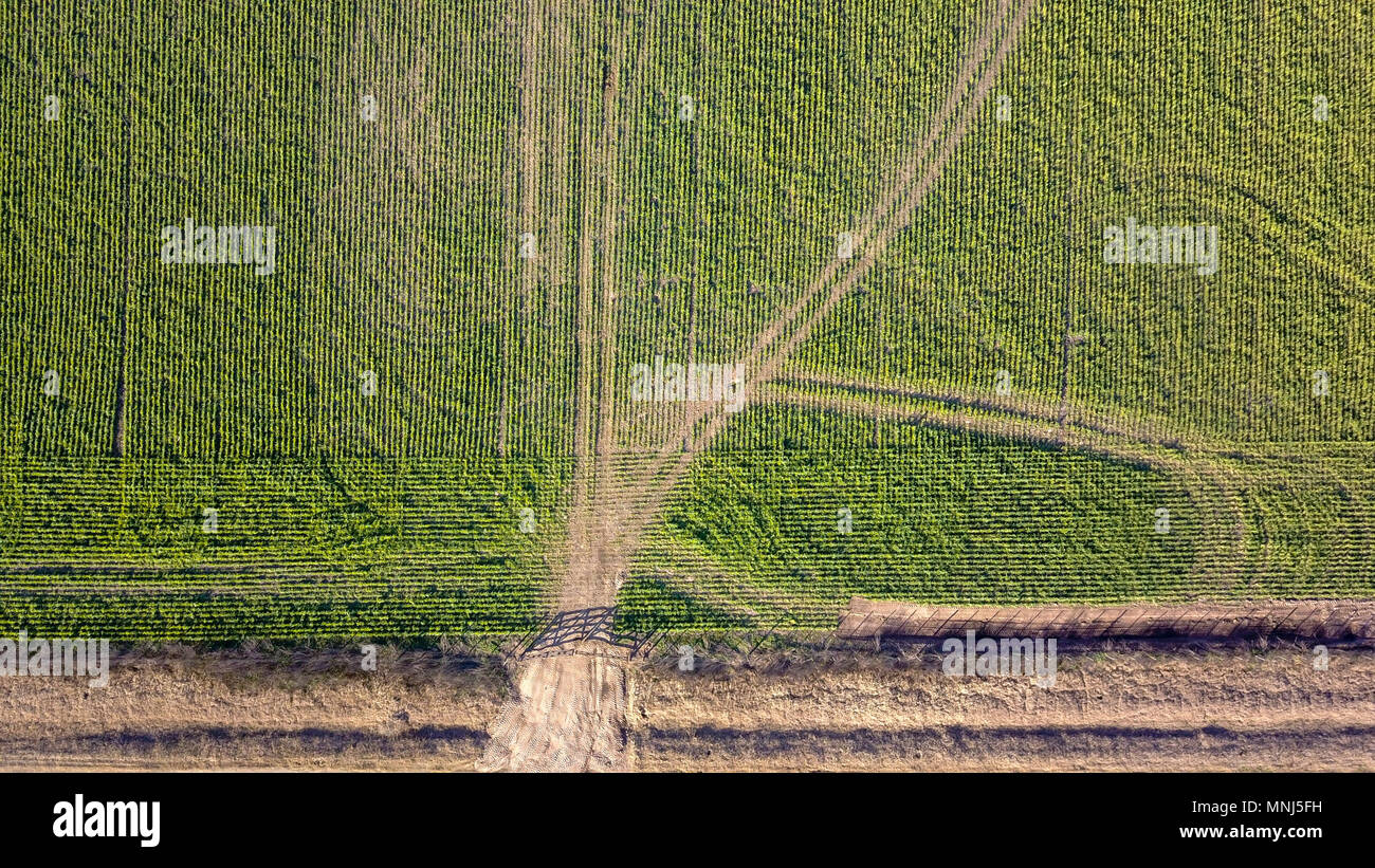 Soy Crop Aerial View Stock Photo - Alamy