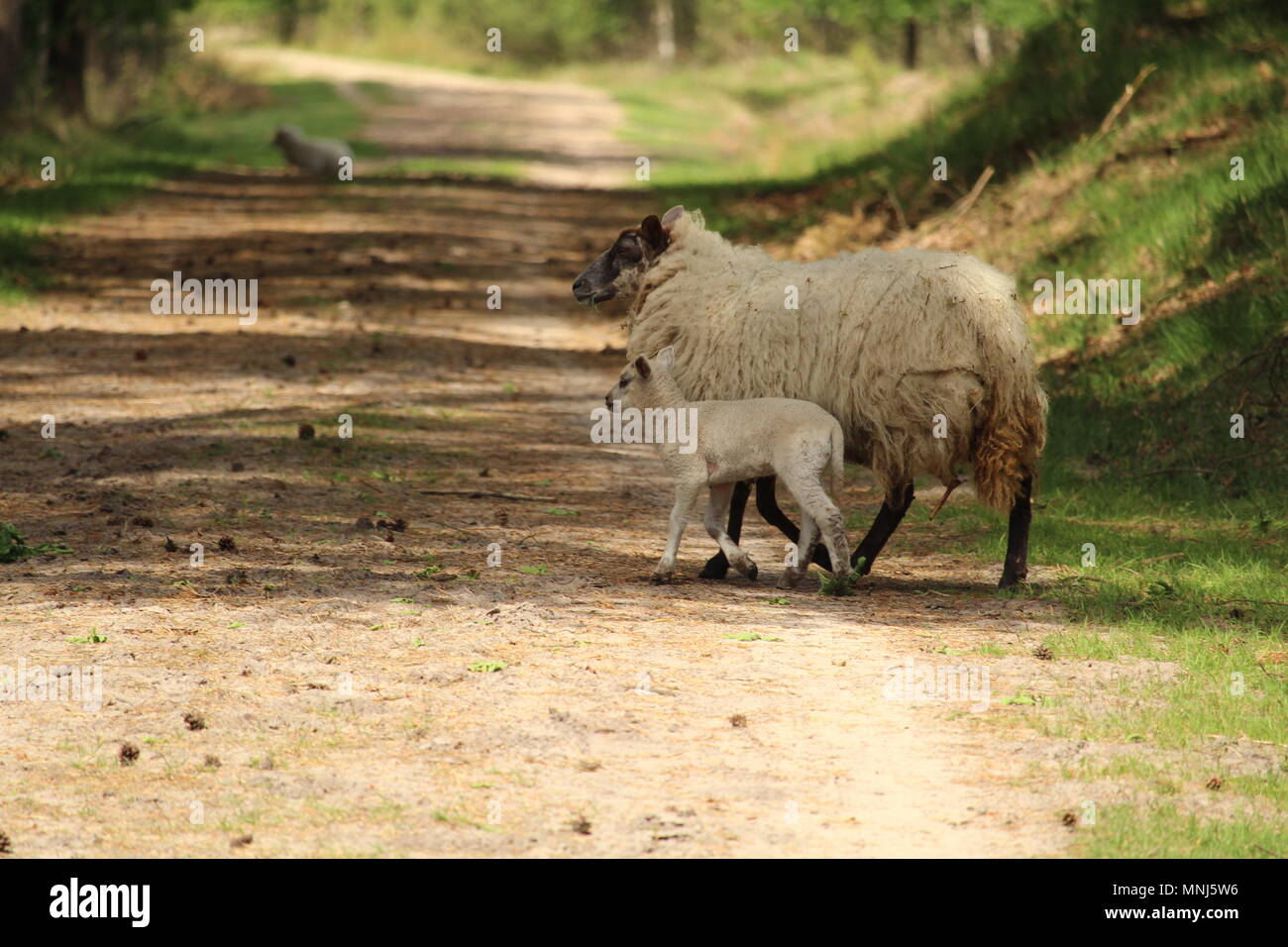 Sheep Blocking The Road Stock Photo - Alamy