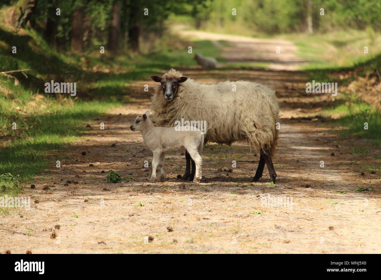 Sheep Blocking The Road Stock Photo - Alamy