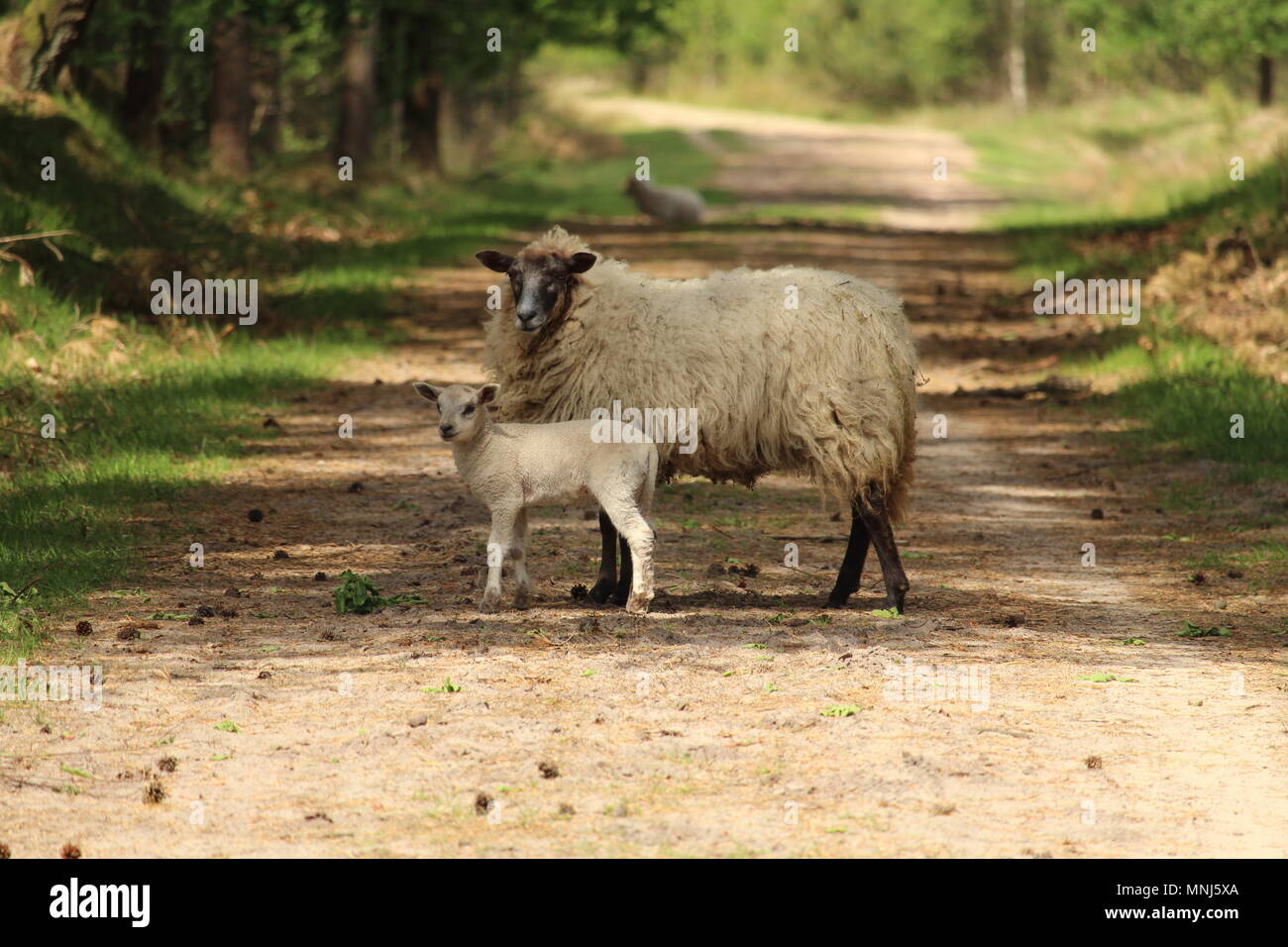Sheep Blocking The Road Stock Photo - Alamy