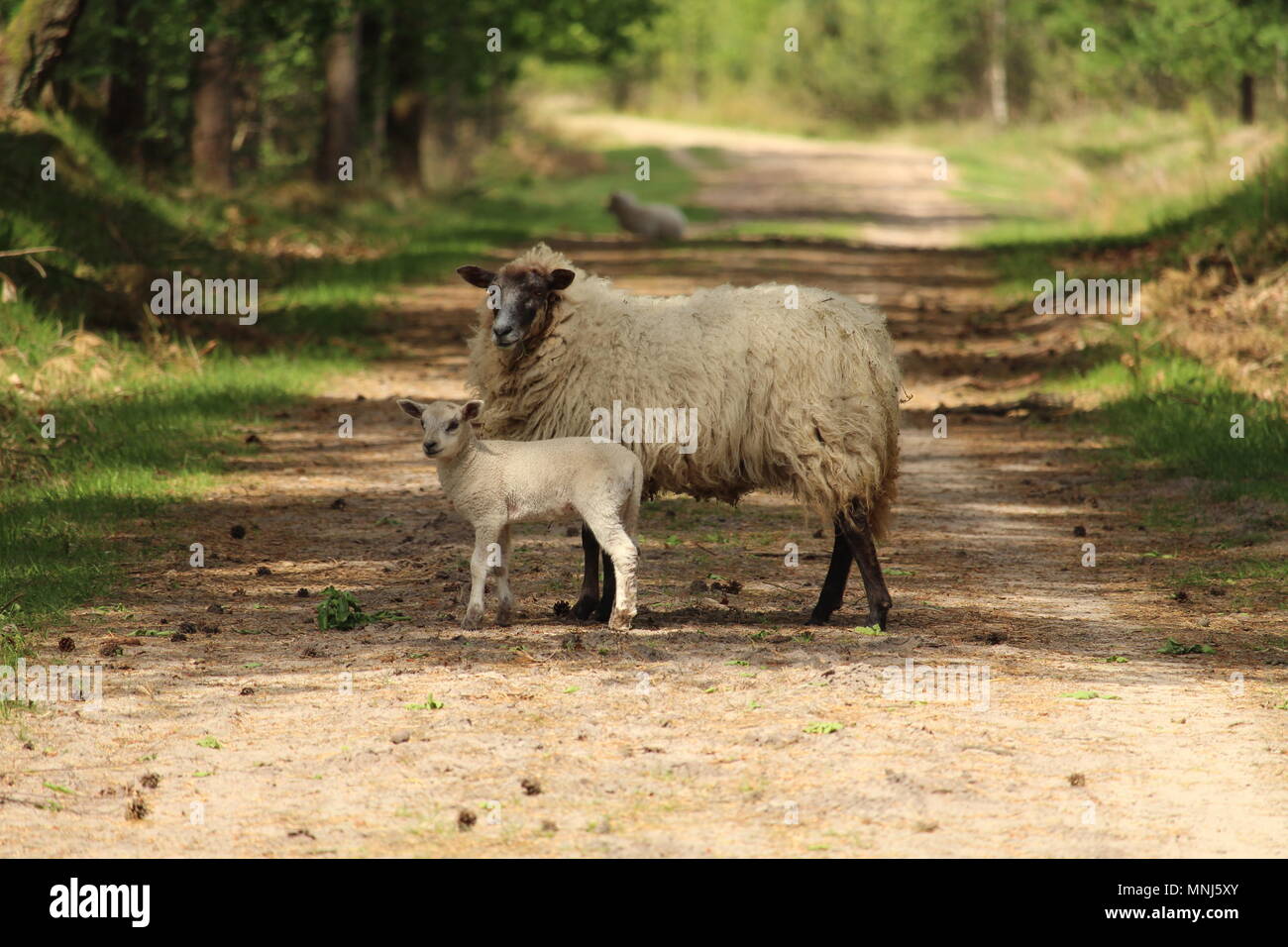 Sheep Blocking The Road Stock Photo - Alamy