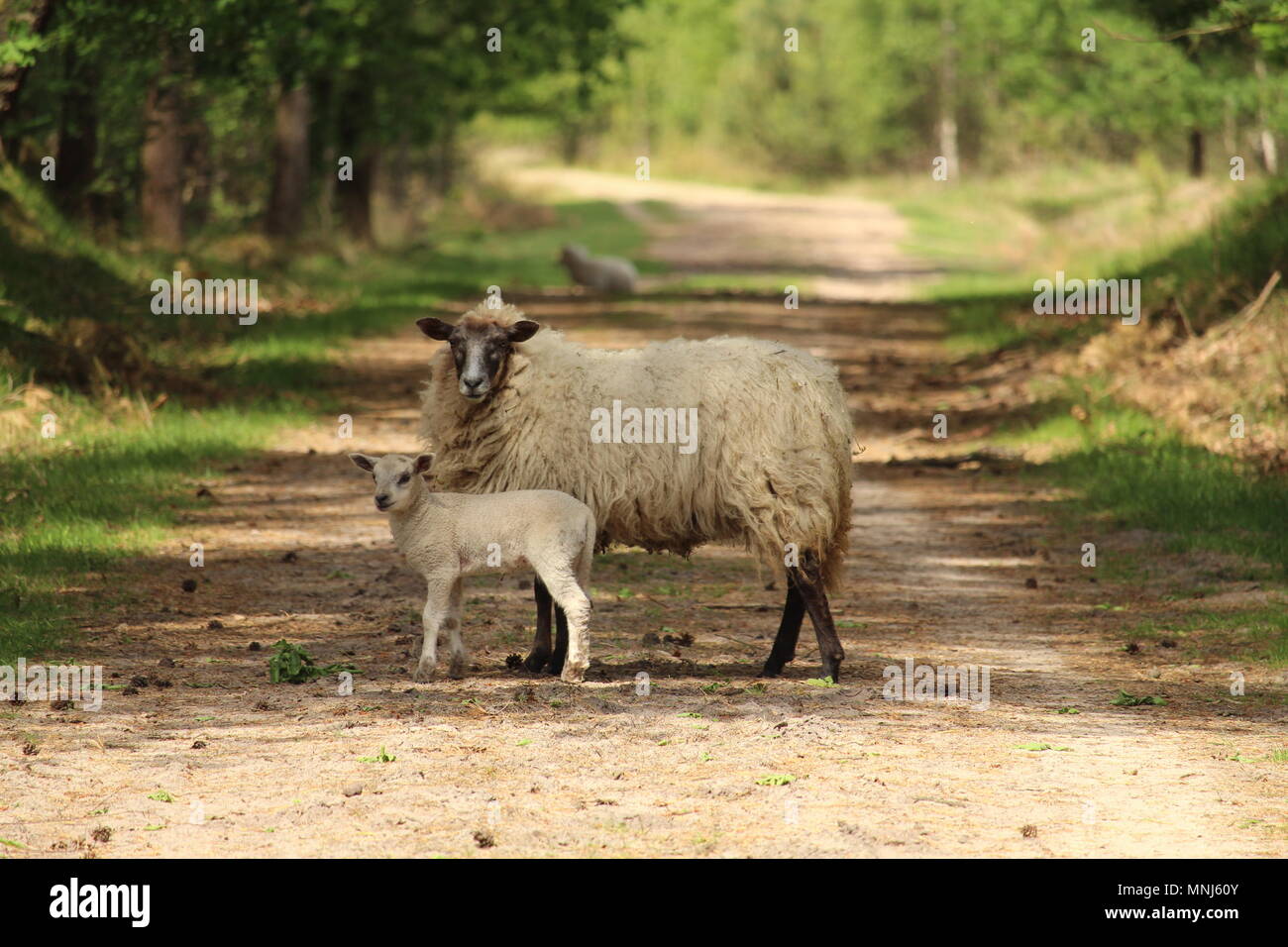 Buffalo blocking road hi-res stock photography and images - Alamy