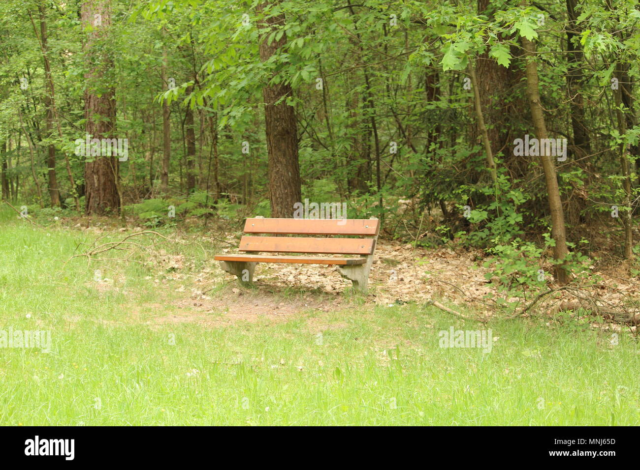 Bench in a forest hi-res stock photography and images - Alamy