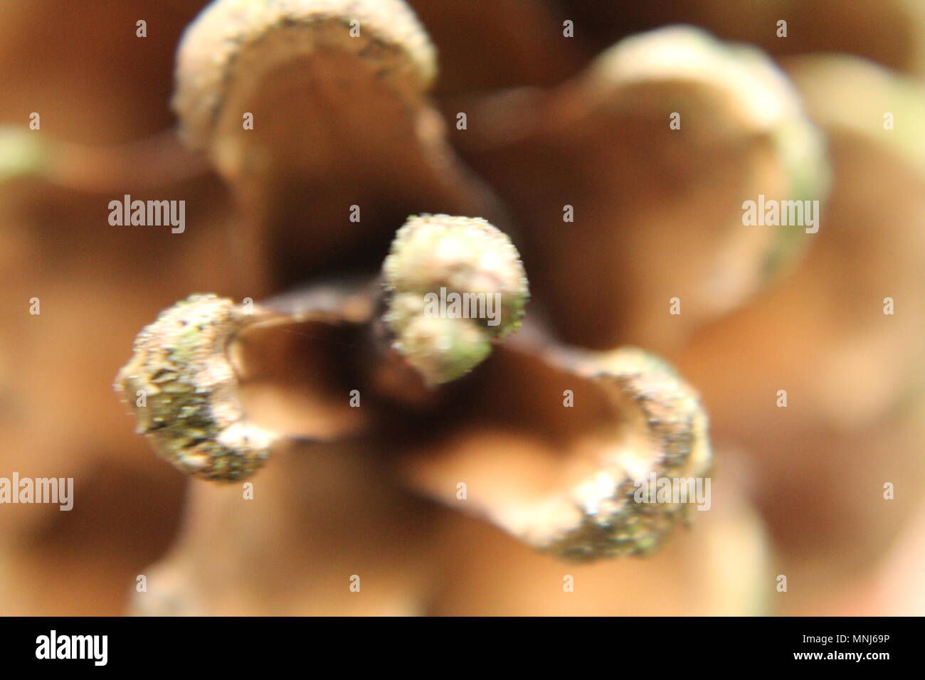 Thistle pine cone hi-res stock photography and images - Alamy