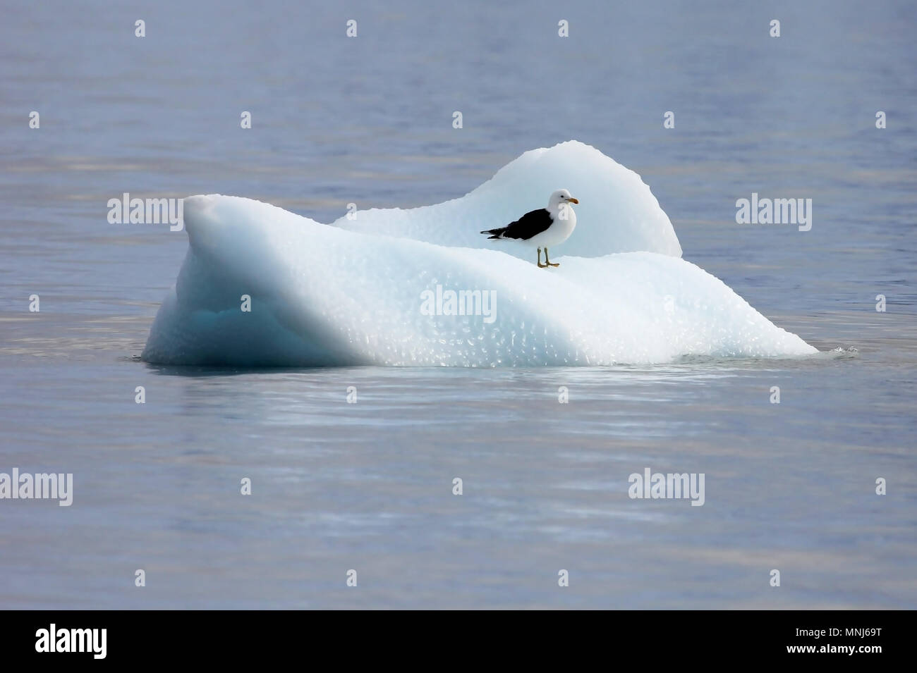 Kelp Gull, larus dominicanus, floating on ice floe, Antarctic ocean ...