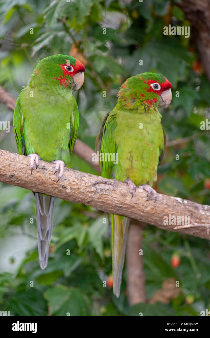 Red fronted macaw hi-res stock photography and images - Alamy