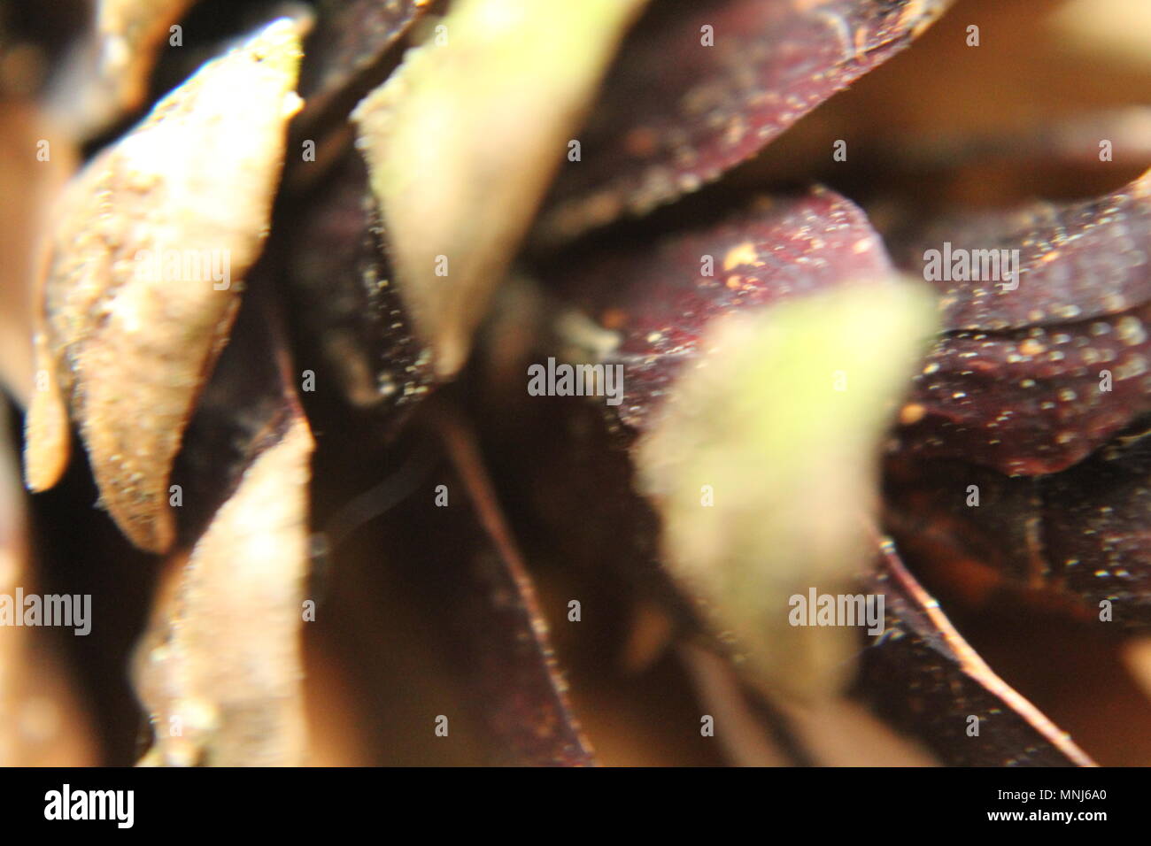 Thistle pine cone hi-res stock photography and images - Alamy