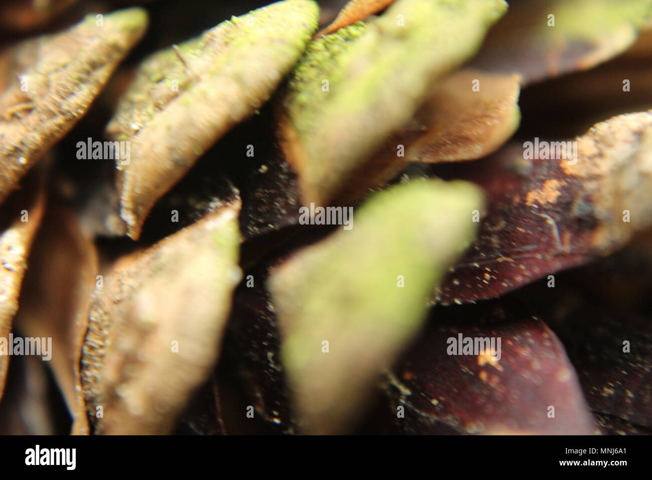 Thistle pine cone hi-res stock photography and images - Alamy