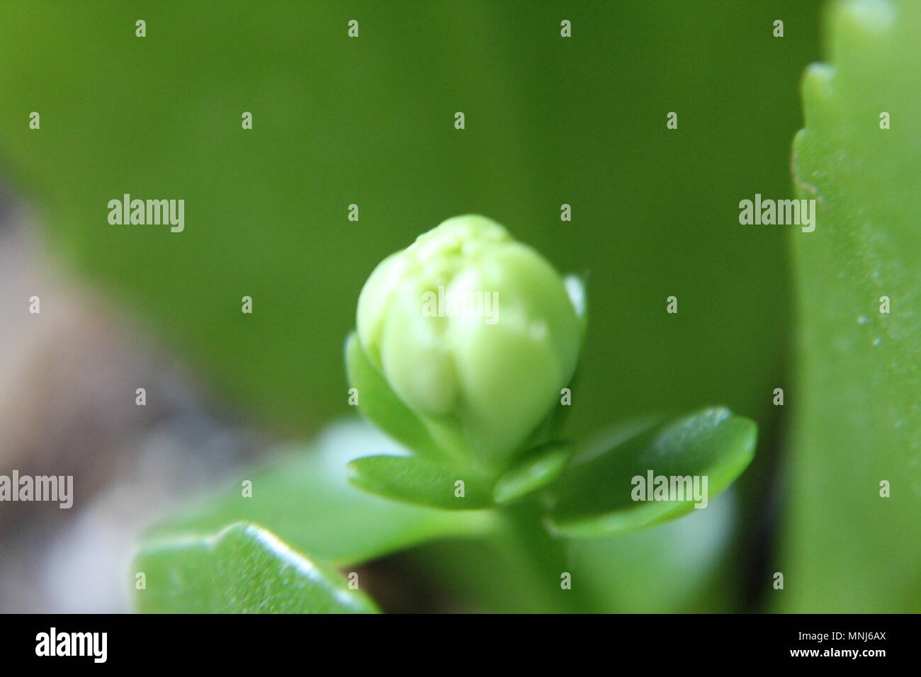 Green Plant Close Up Stock Photo - Alamy