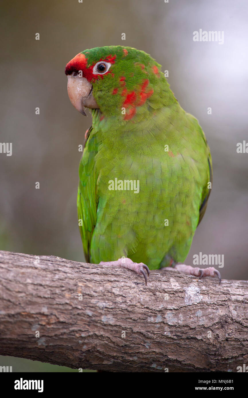 Red-fronted Macaw (Ara rubrogenys Stock Photo - Alamy