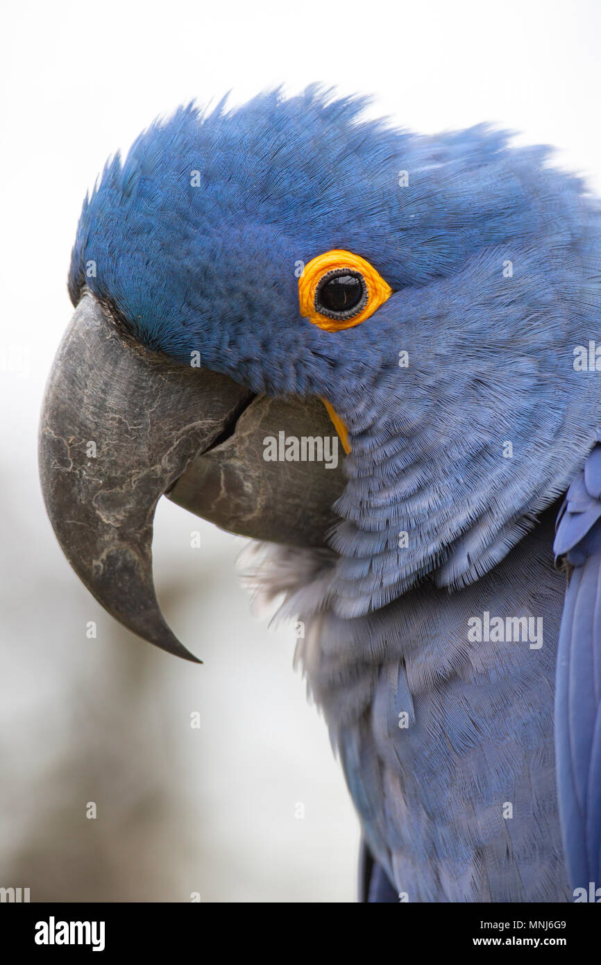Lears Macaw (Anodorhynchus leari Stock Photo - Alamy