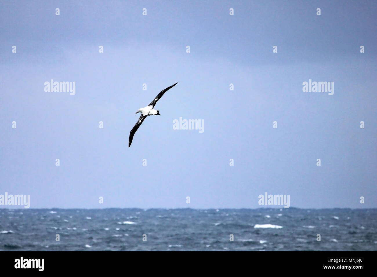 Flying Wandering Albatross, Snowy Albatross, White-Winged Albatross or ...