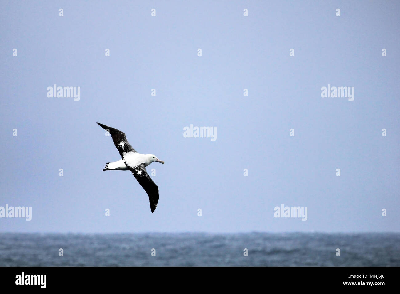 Flying Wandering Albatross, Snowy Albatross, White-Winged Albatross or ...