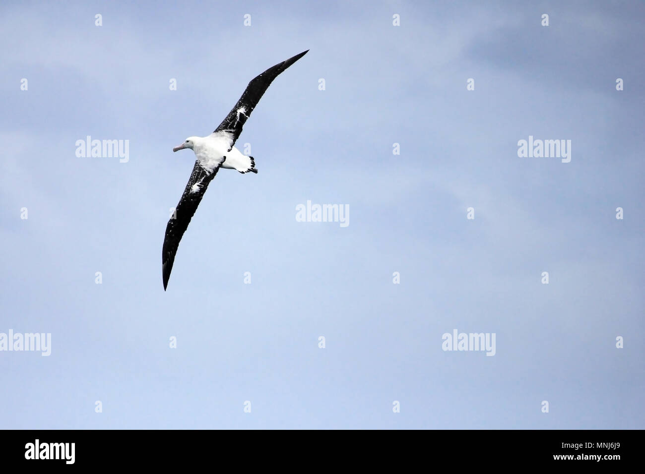 Largest wandering albatross wingspan hi-res stock photography and ...