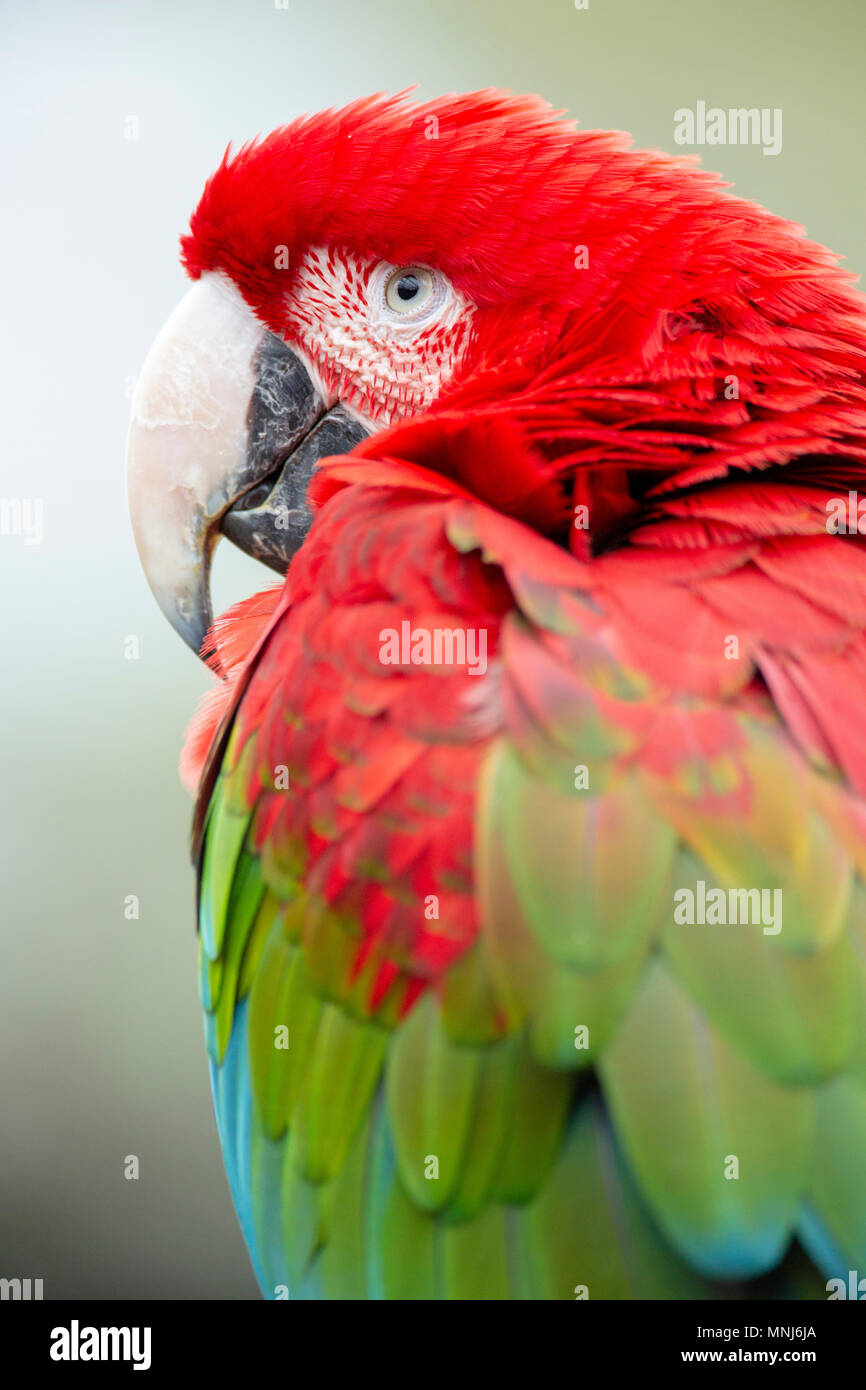 Red Macaw head close-up isolated on white Stock Photo - Alamy