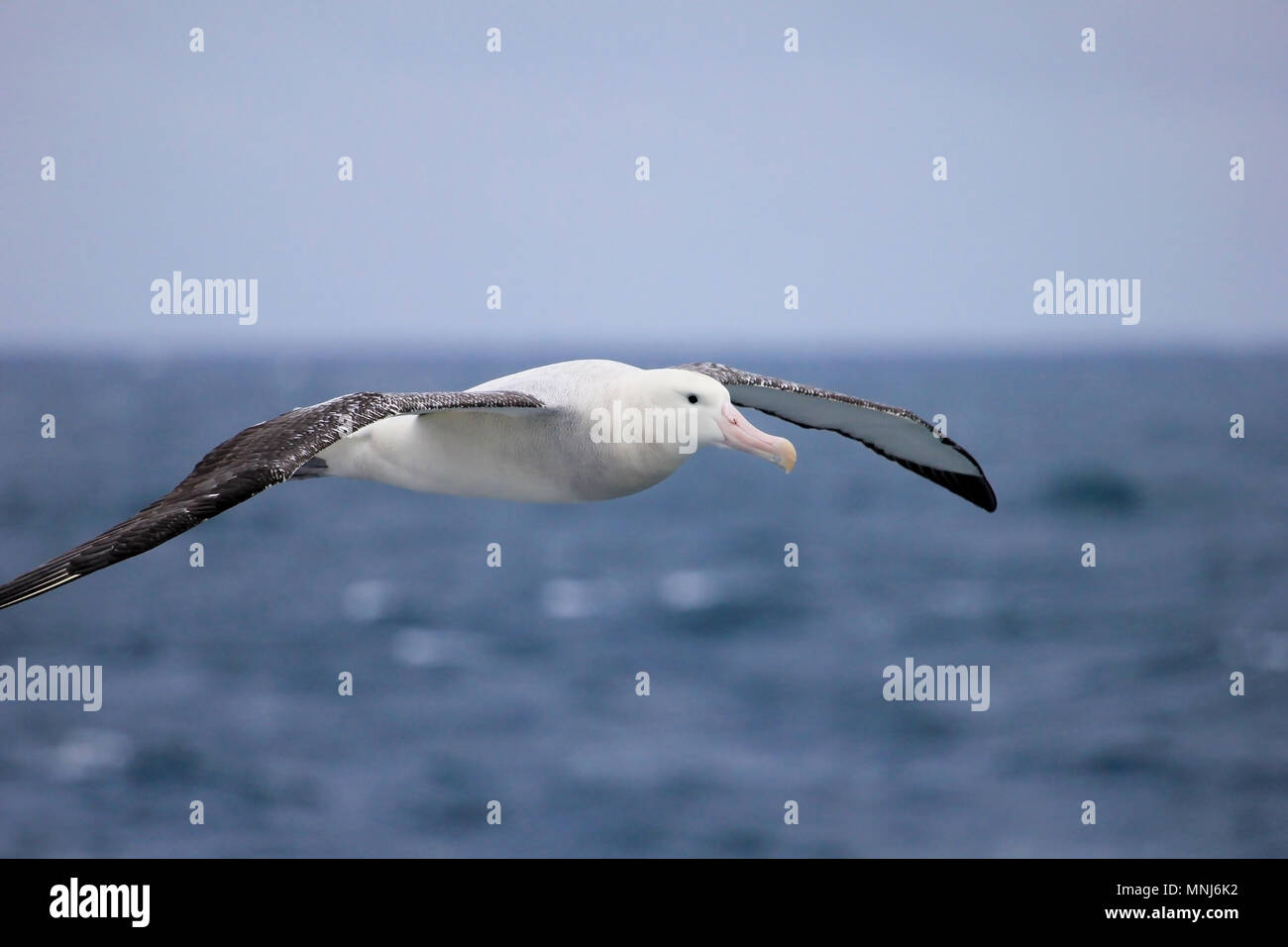 Flying Wandering Albatross, Snowy Albatross, White-Winged Albatross or ...