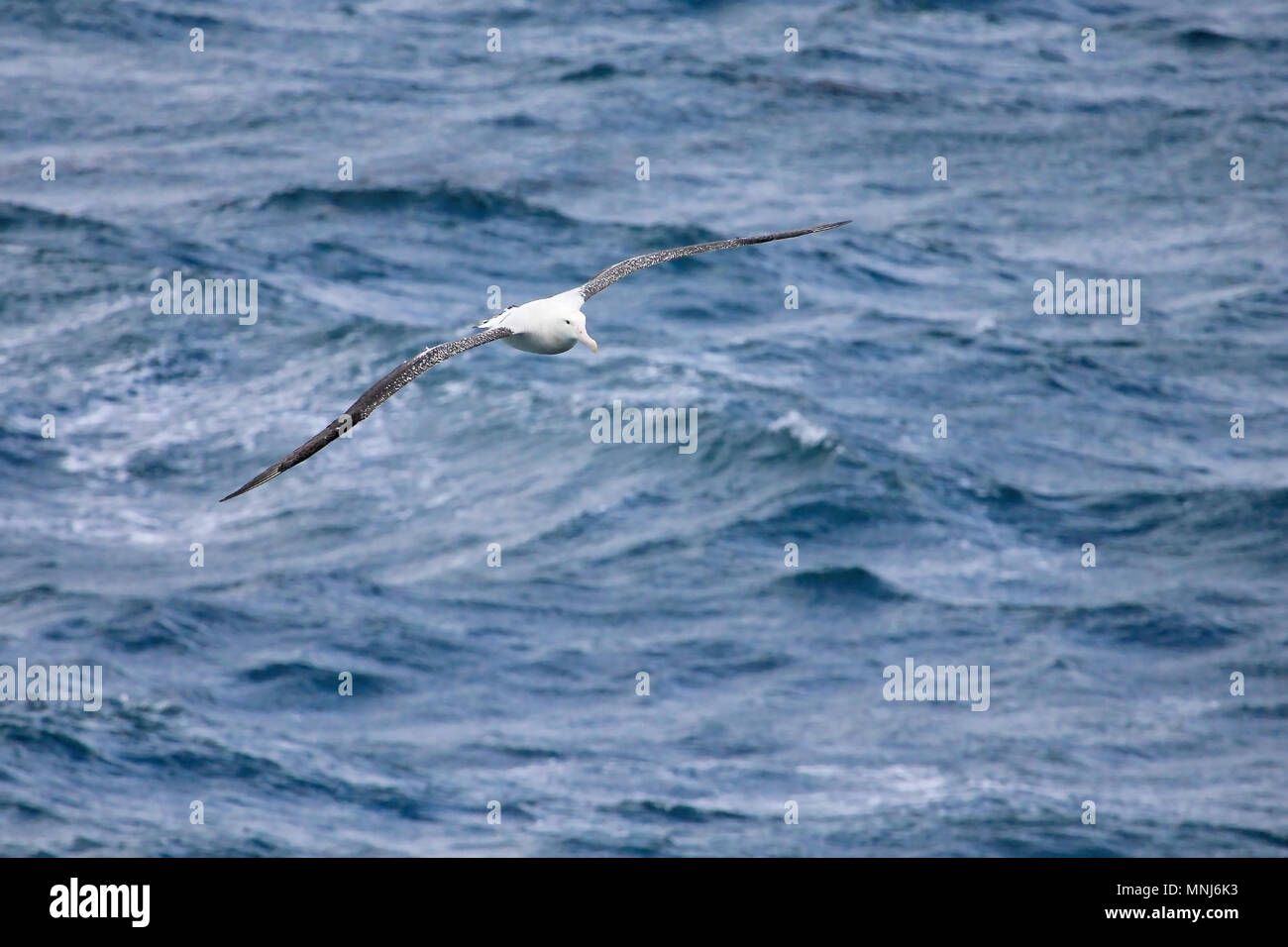 Flying Wandering Albatross, Snowy Albatross, White-Winged Albatross or ...