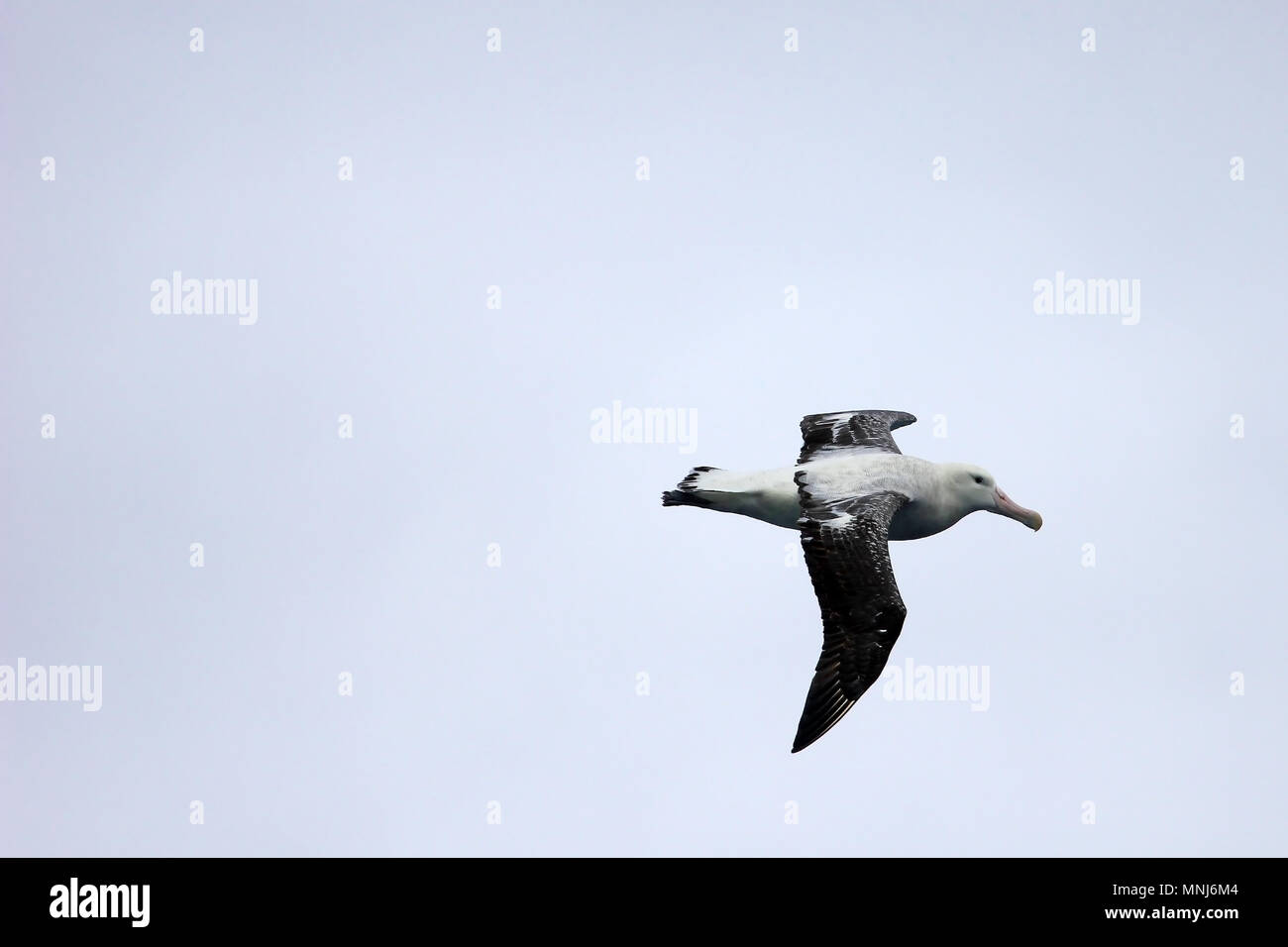 Flying Wandering Albatross, Snowy Albatross, White-Winged Albatross or ...