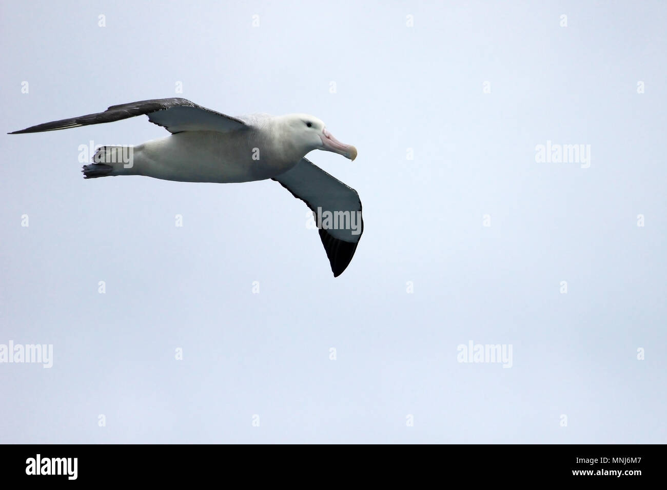 Flying Wandering Albatross, Snowy Albatross, White-Winged Albatross or ...